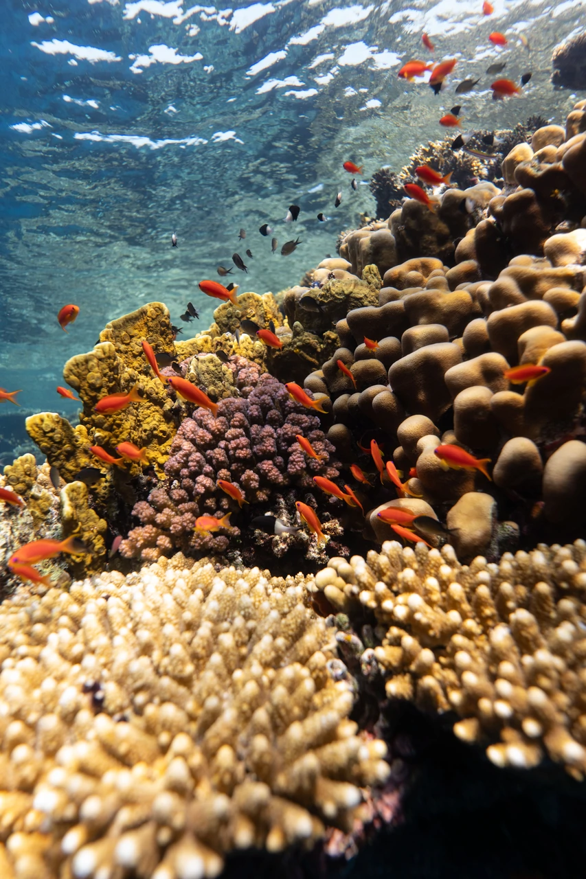 The Red Sea: Saudi Arabia’s Top Coastal Destination | Visit Red Sea