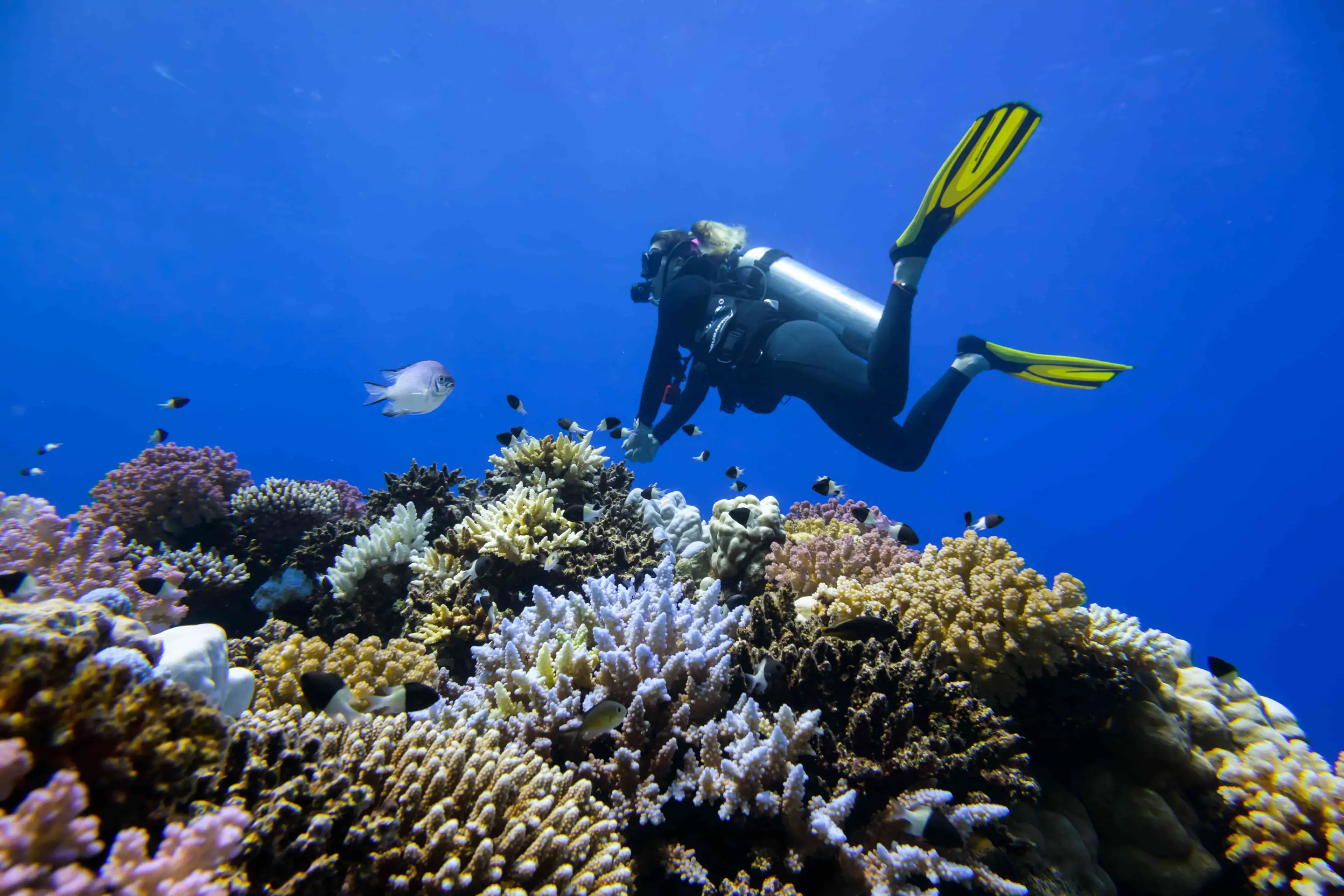 Experience Scuba Diving in the Red Sea Waters | Visit Red Sea